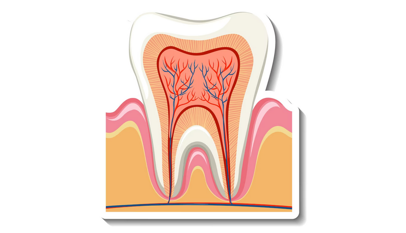Best Root Canal Therapy In Galveston | TX 77551 | Zenith Dental